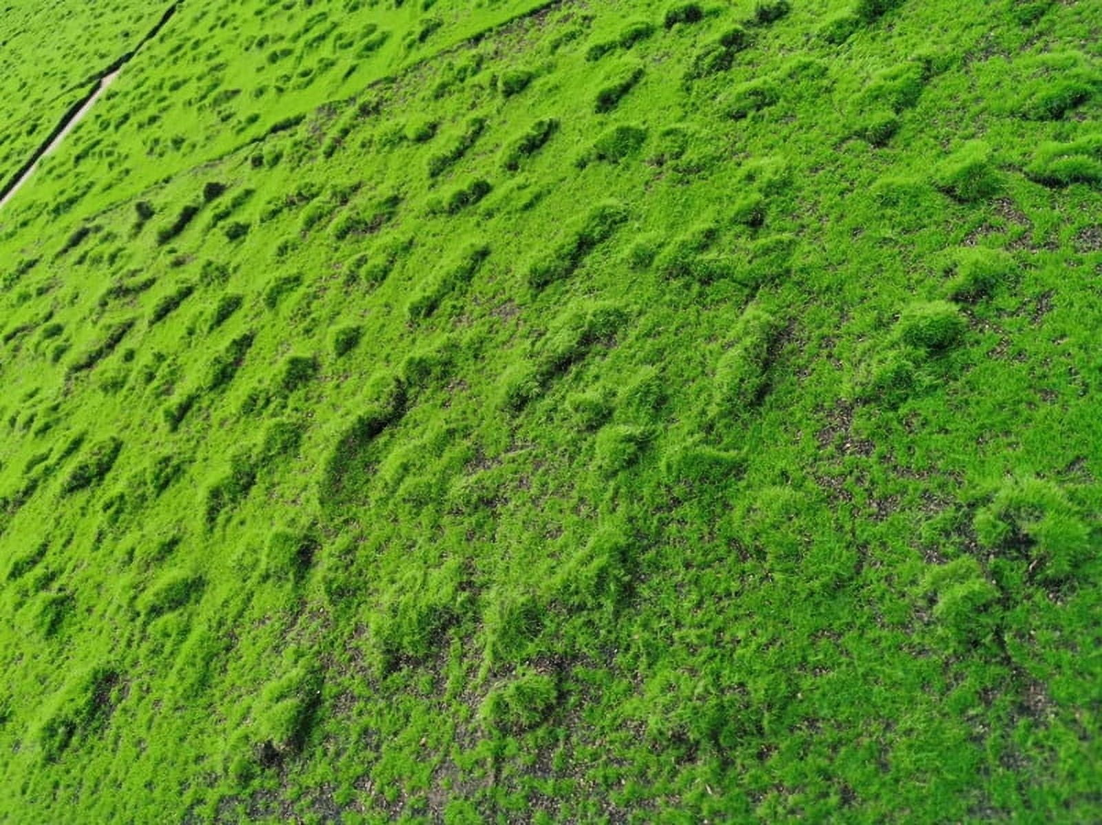 Simulation moss lawn skin planting simulation turf lawn Moss stone ...