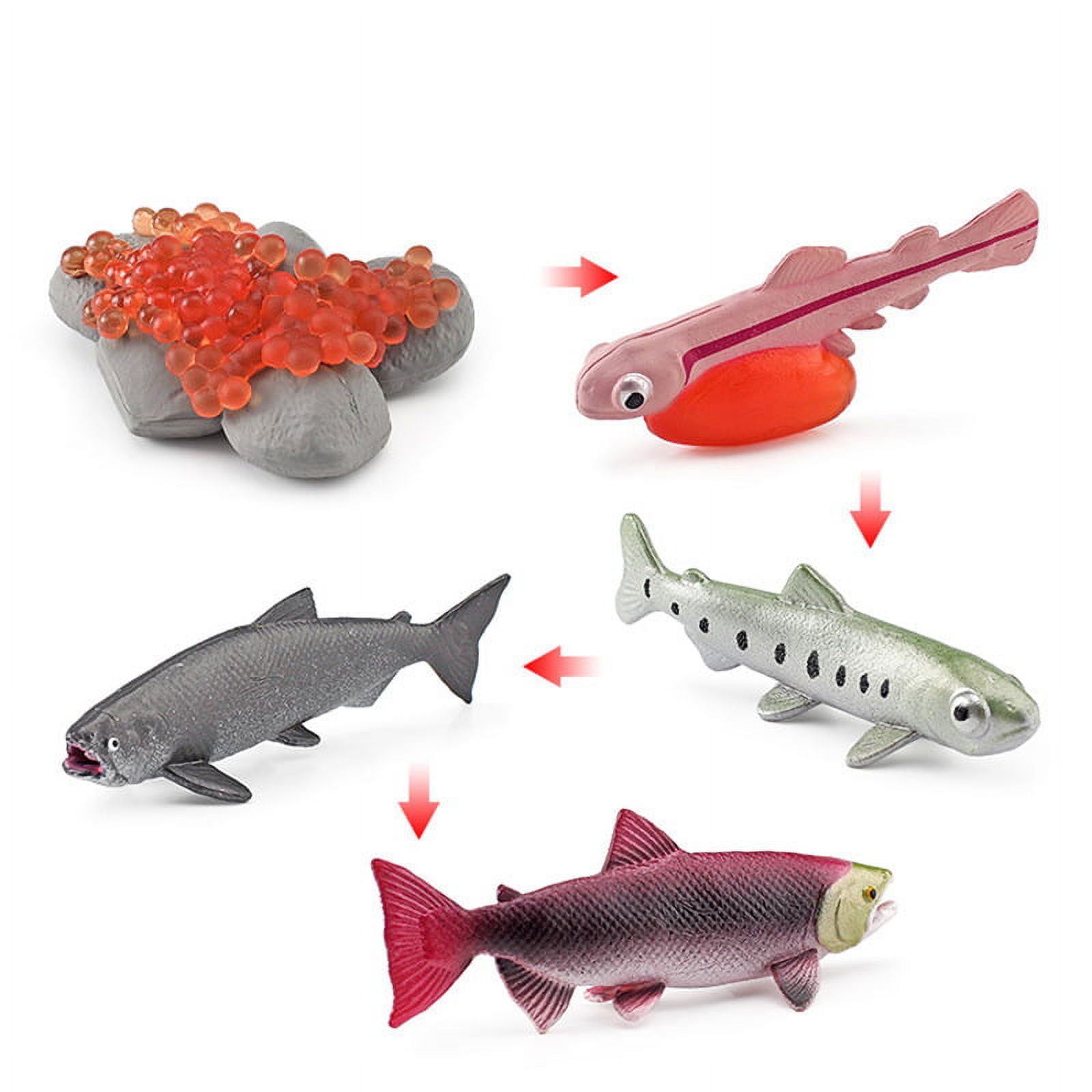 SimulationLife Growth Cycle Model Toys Kindergarten Teaching Aids Model ...