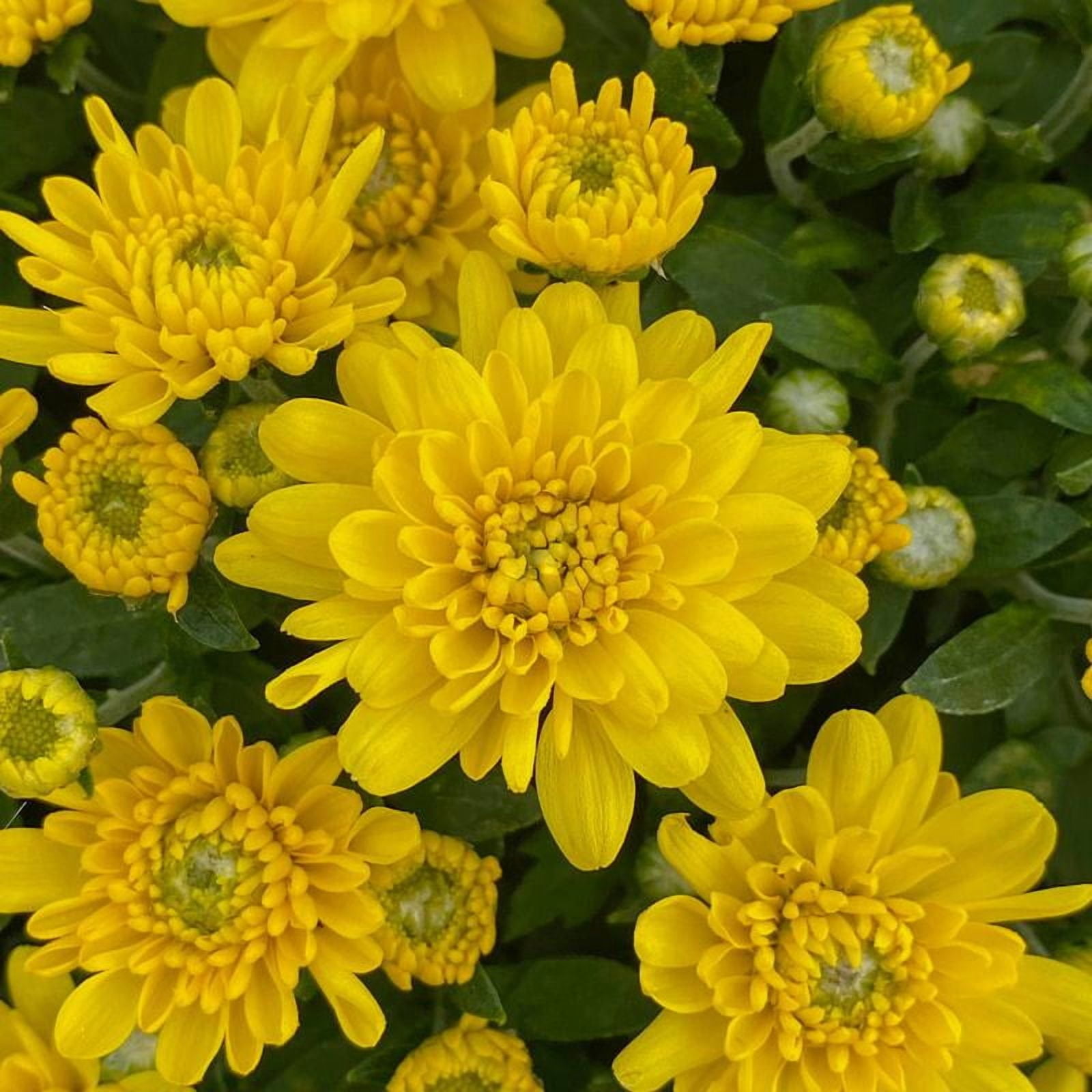 Sinelli Yellow Garden Mum-Bright Yellow Blooms for Your Fall Garden 9 ...