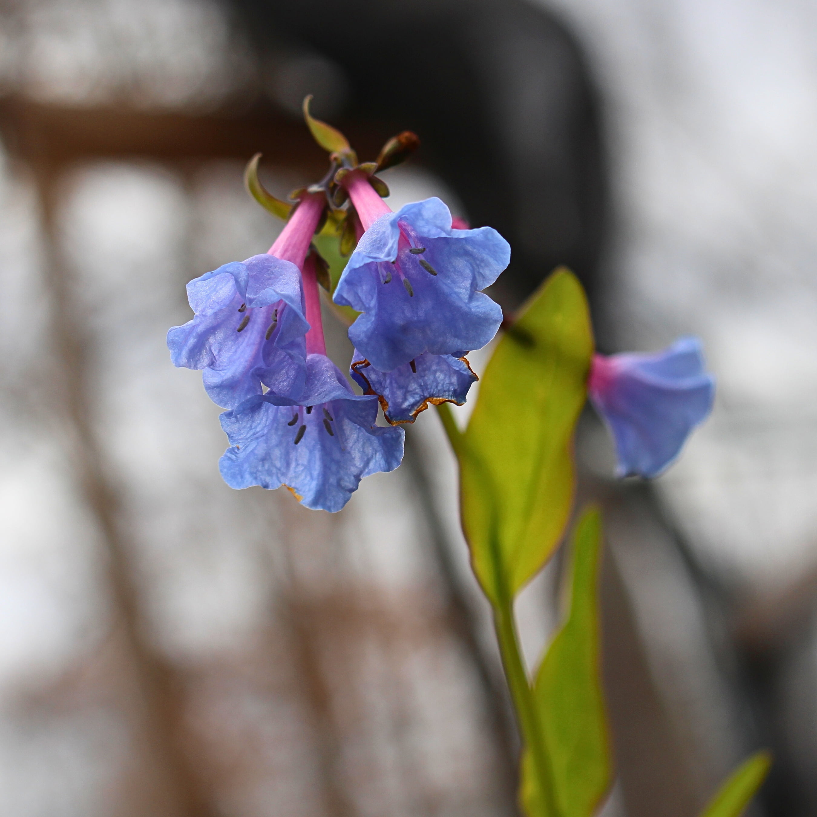 Singing Satyr Garden, Virginia Bluebell Bulbs, 10 Count, Native Garden ...