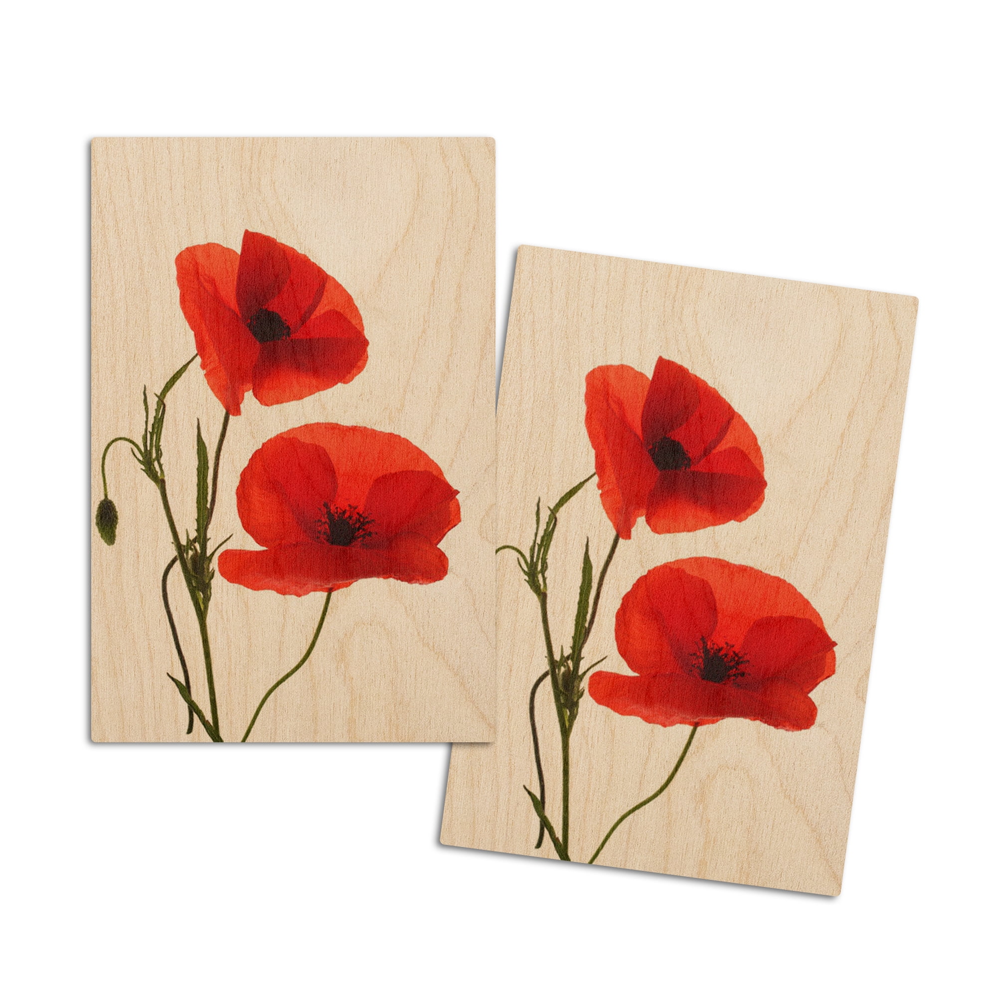 Single Poppy Flower Isolated on White Background Photography A-93741 ...