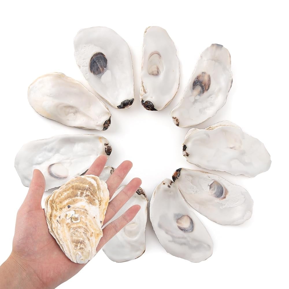 Sinkoo 10Pcs Oyster Shells Flat 4"-5" Large Oyster Shells for Crafts ...