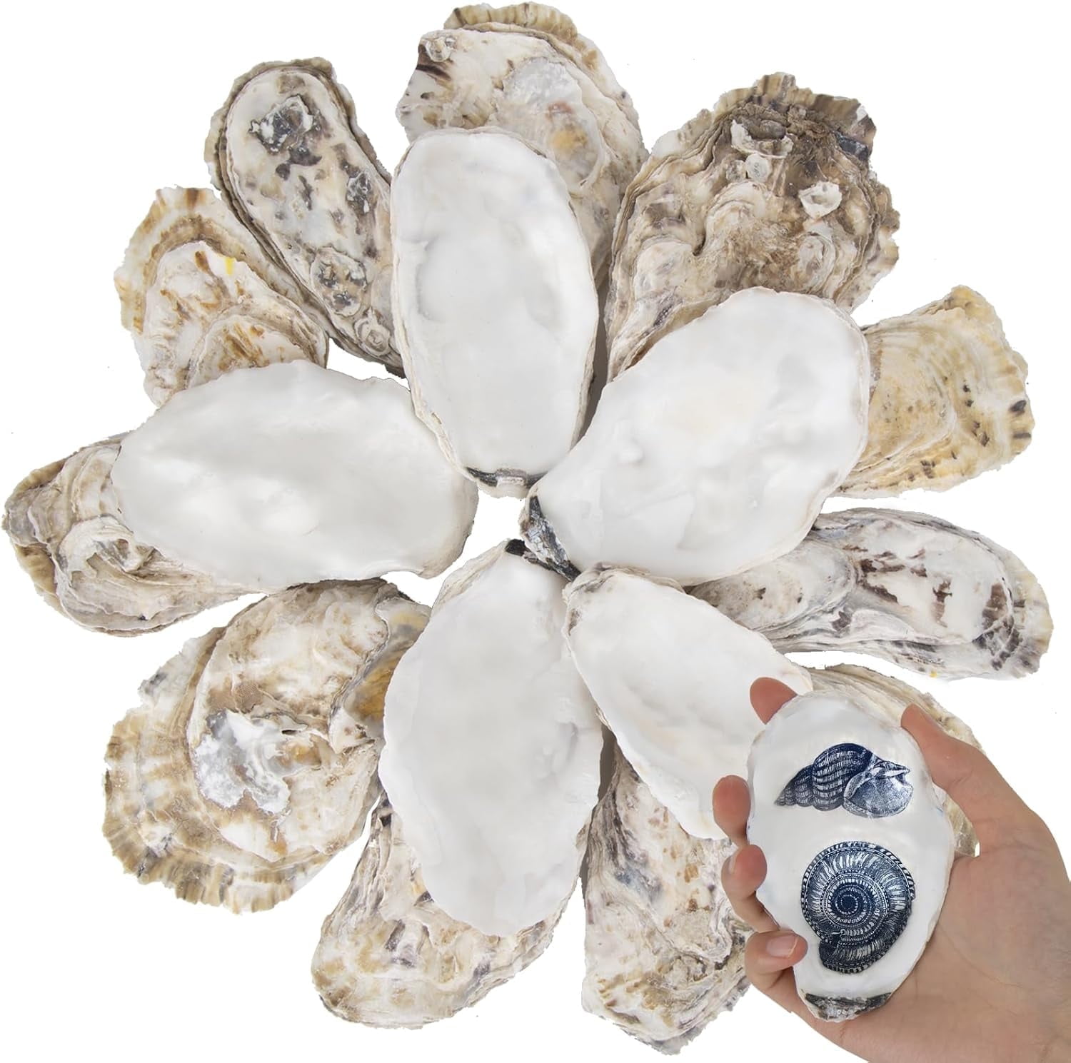 Sinkoo 20 Pcs Flat Oyster Shells for Crafts 3"-4" Medium Natural Oyster ...