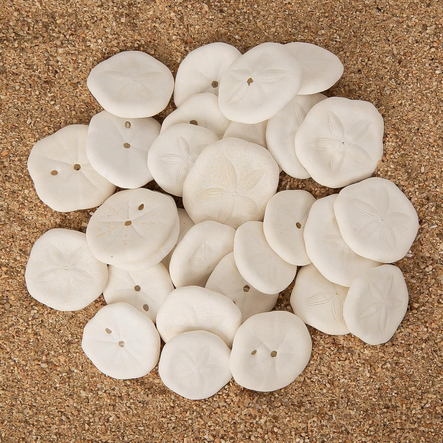Sinkoo 30 Pcs Sand Dollars for Crafts 1-1.5", Real Natural White Sea ...