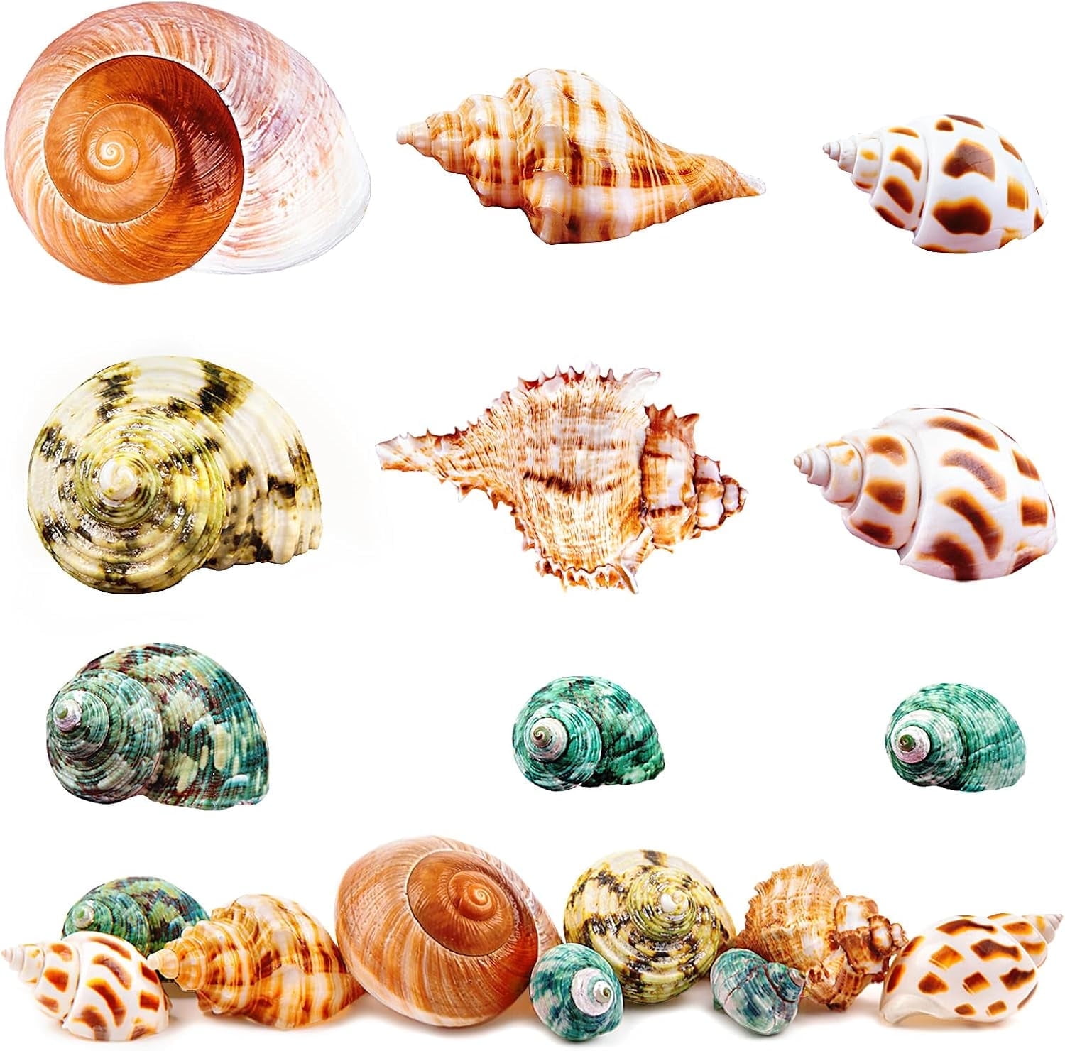 Sinkoo 9 PCS Hermit Crab Shells Small to Large Growth Turbo Seashell ...