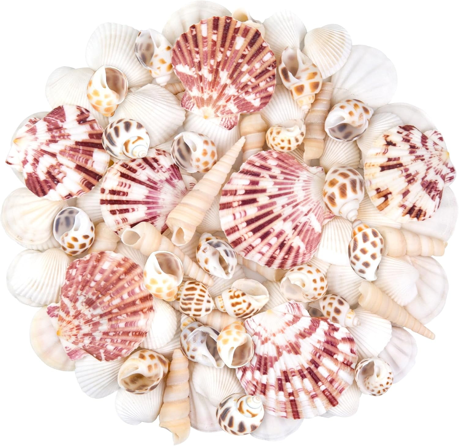 Sinkoo Natural Sea Shell Mixed Ocean Shells Set, 0.8"-2.5" Various Sizes Seashell, Scallop ...