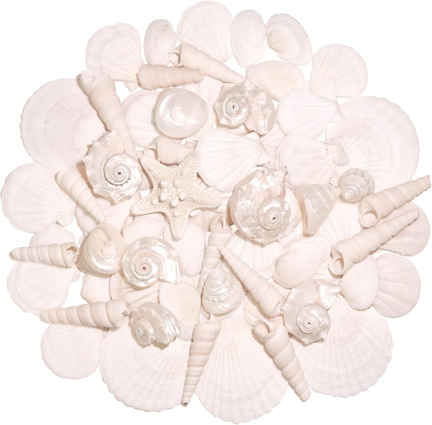 Sinkoo Silver White Sea Shell Mix Ocean Shells Set, 1.2"-2.6" Various Sizes Natural Seashell ...