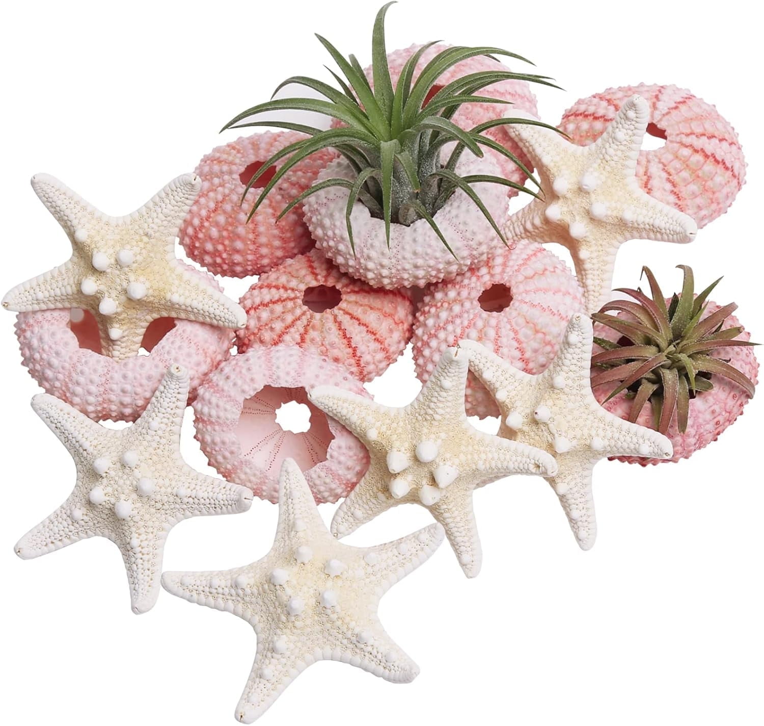 Sinkoo Starfish and Sea Urchin Set for Crafts, 12pcs Natural Seashells ...