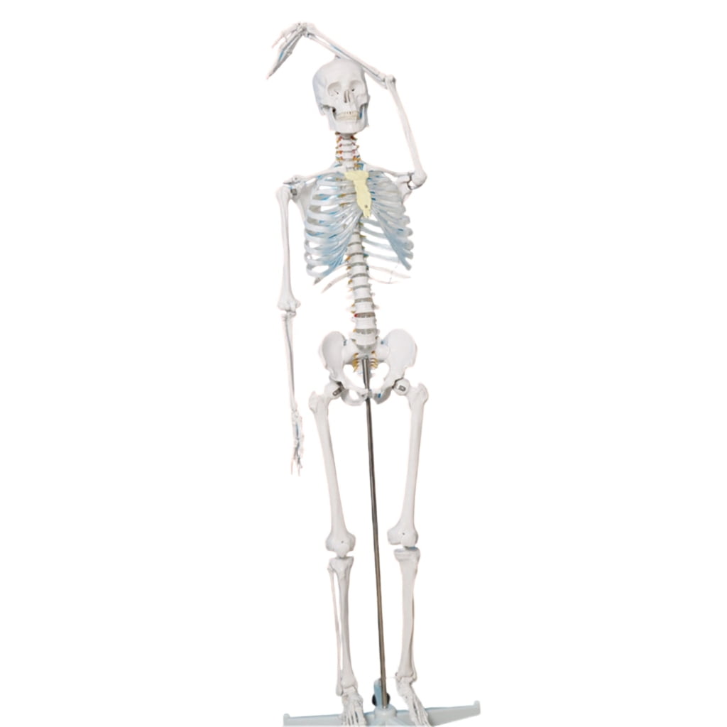 Sinyiin 176cm Height Human Skeleton Model Life Size Human Bone Anatomy ...