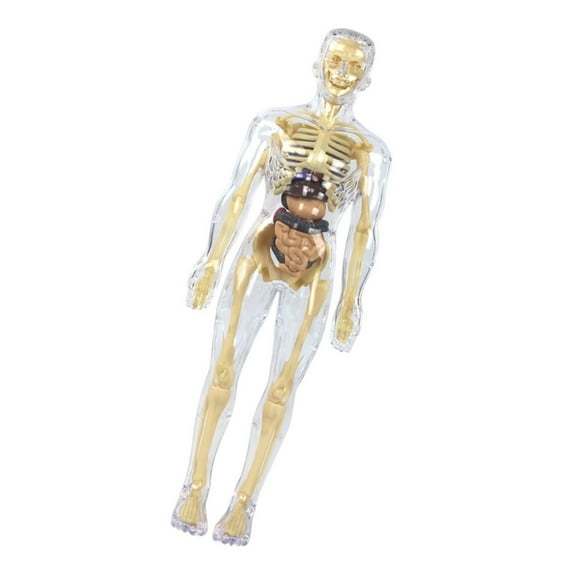 Sinyiin Educational Human Body Anatomy Model Clear Anatomical Human ...