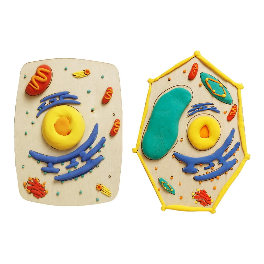 Sinyiin Educational Wood Cell Model Building Set with Clay Materials ...