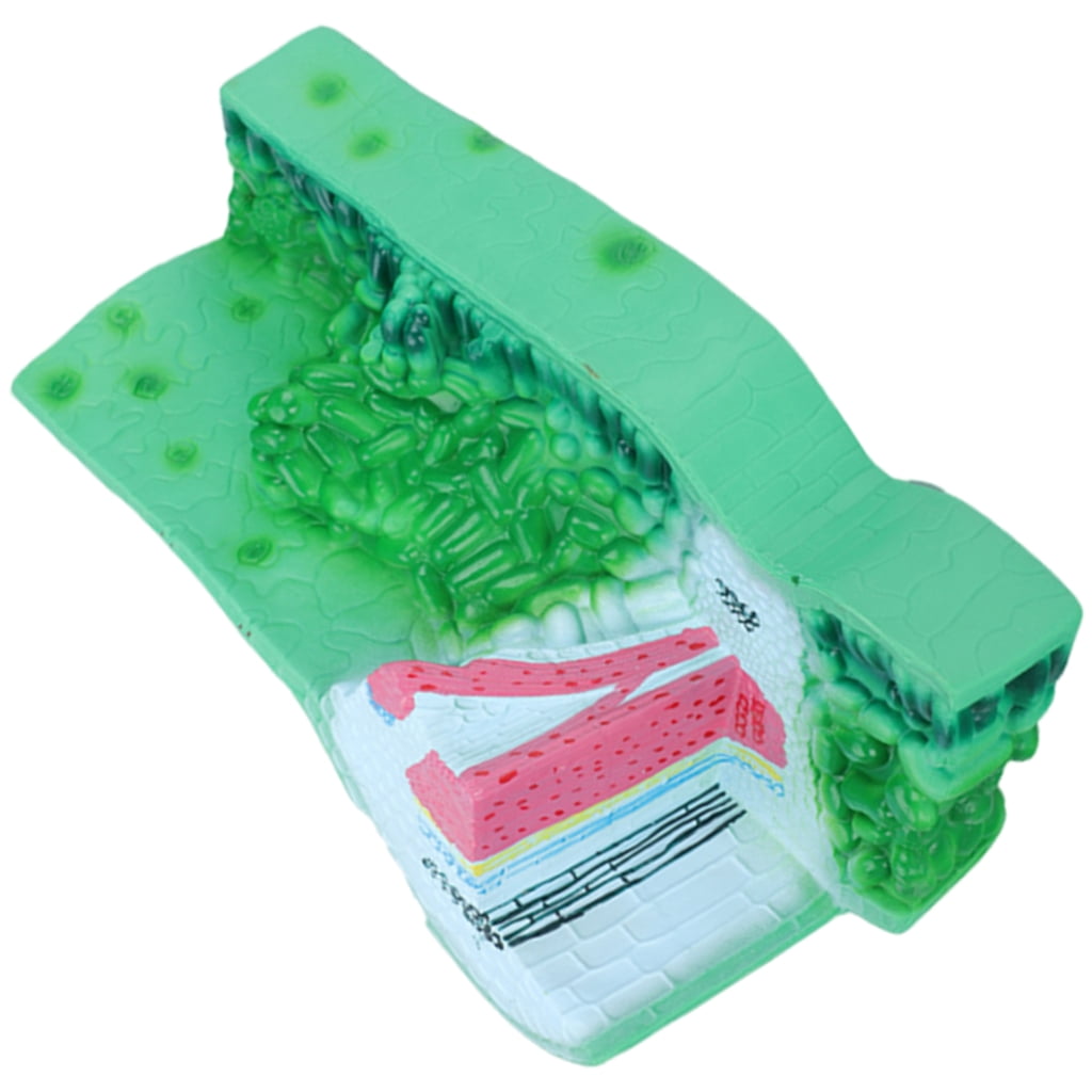 Sinyiin Realistic PVC Leaf Structure Anatomy Model Professional Plant ...