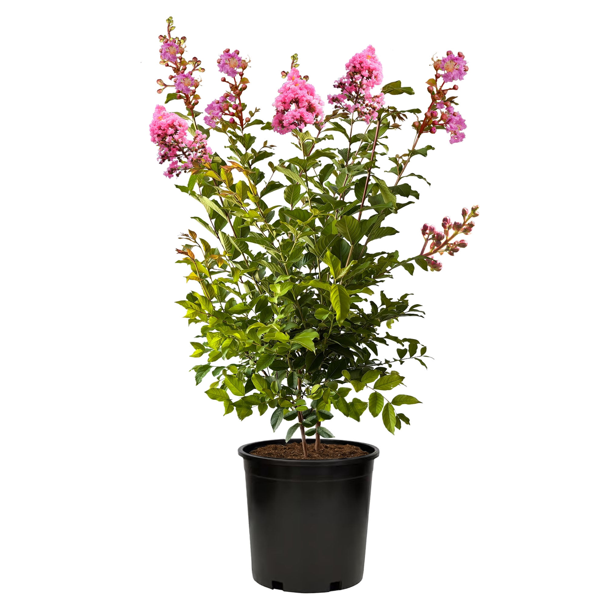 Expert Gardener Sioux Crape Myrtle Live Tree in 2.25-Gallon Grower Pot ...