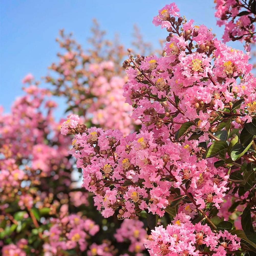 Sioux Crape Myrtle - Walmart.com