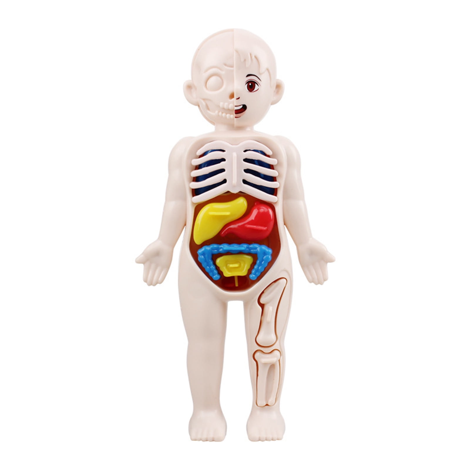 Sioweci 1 Set Human Body Model Bright Color Interesting Realistic Boys ...