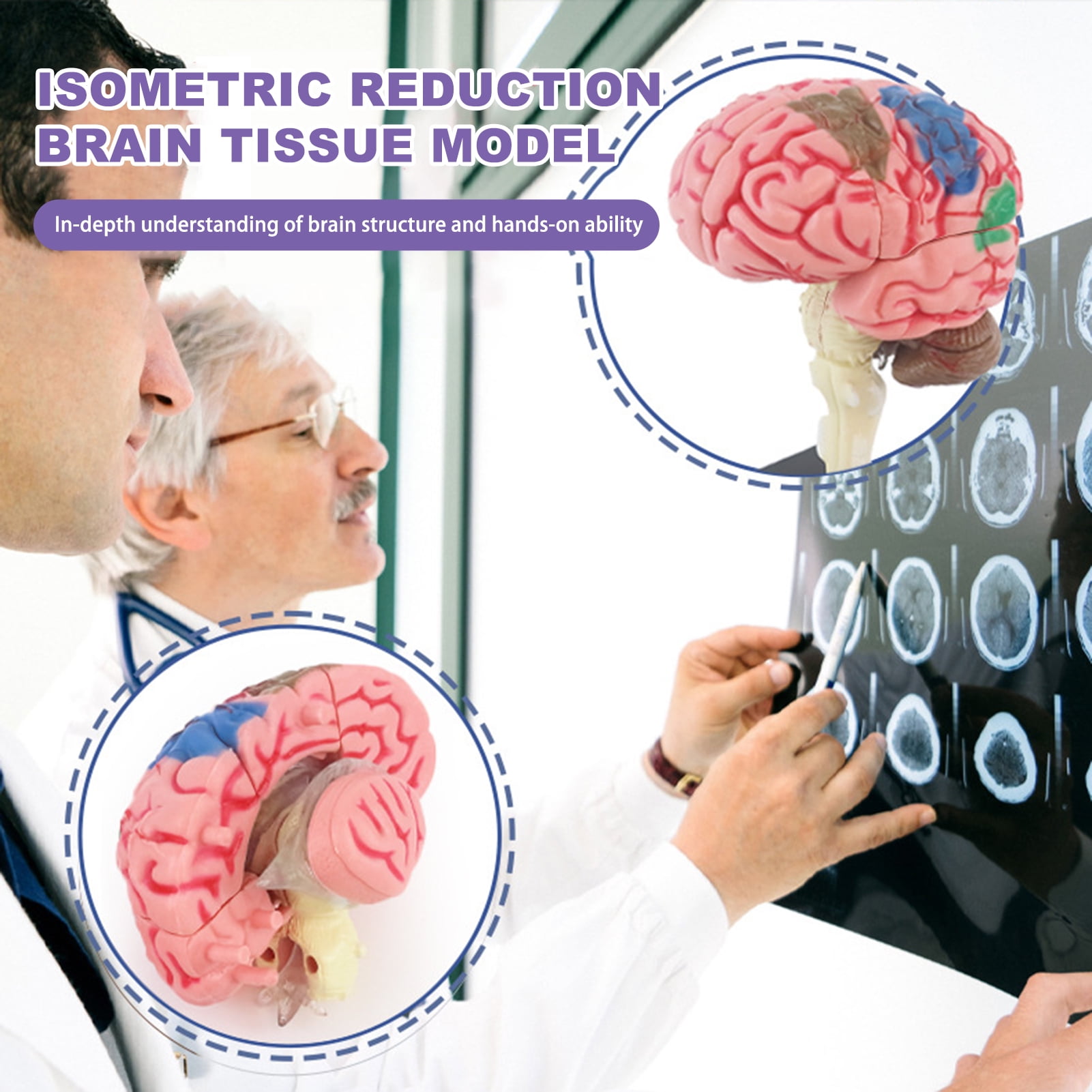 Sioweci 4D Brain Structure Model Good Detail Equal Proportion Reduction ...