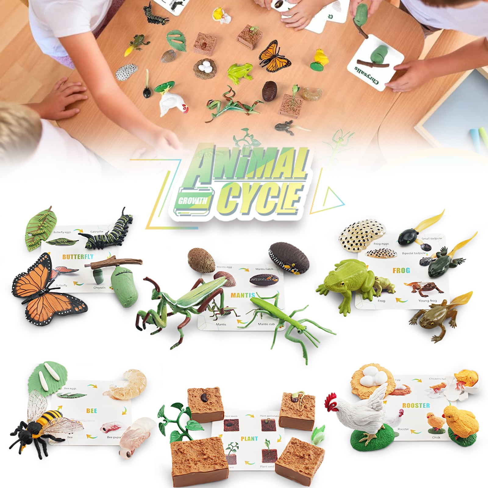 Sioweci Life Cycle Learning and Education Toys Life Cycle Toys for Kids ...