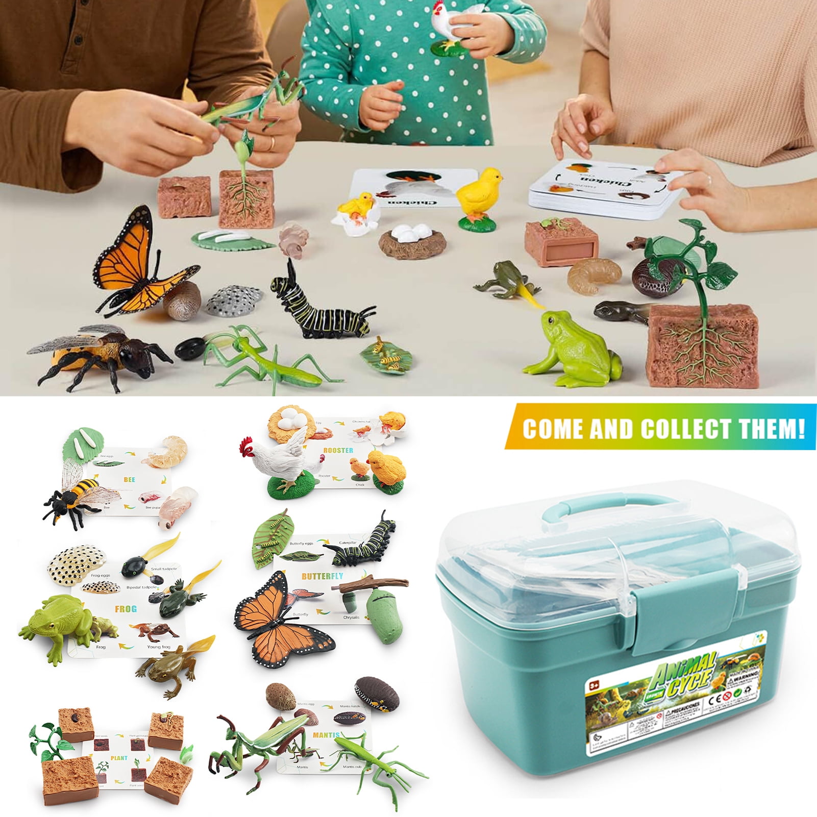 Sioweci Toddler Learning Toys Life Cycle Learning Toys,Frog Butterfly ...
