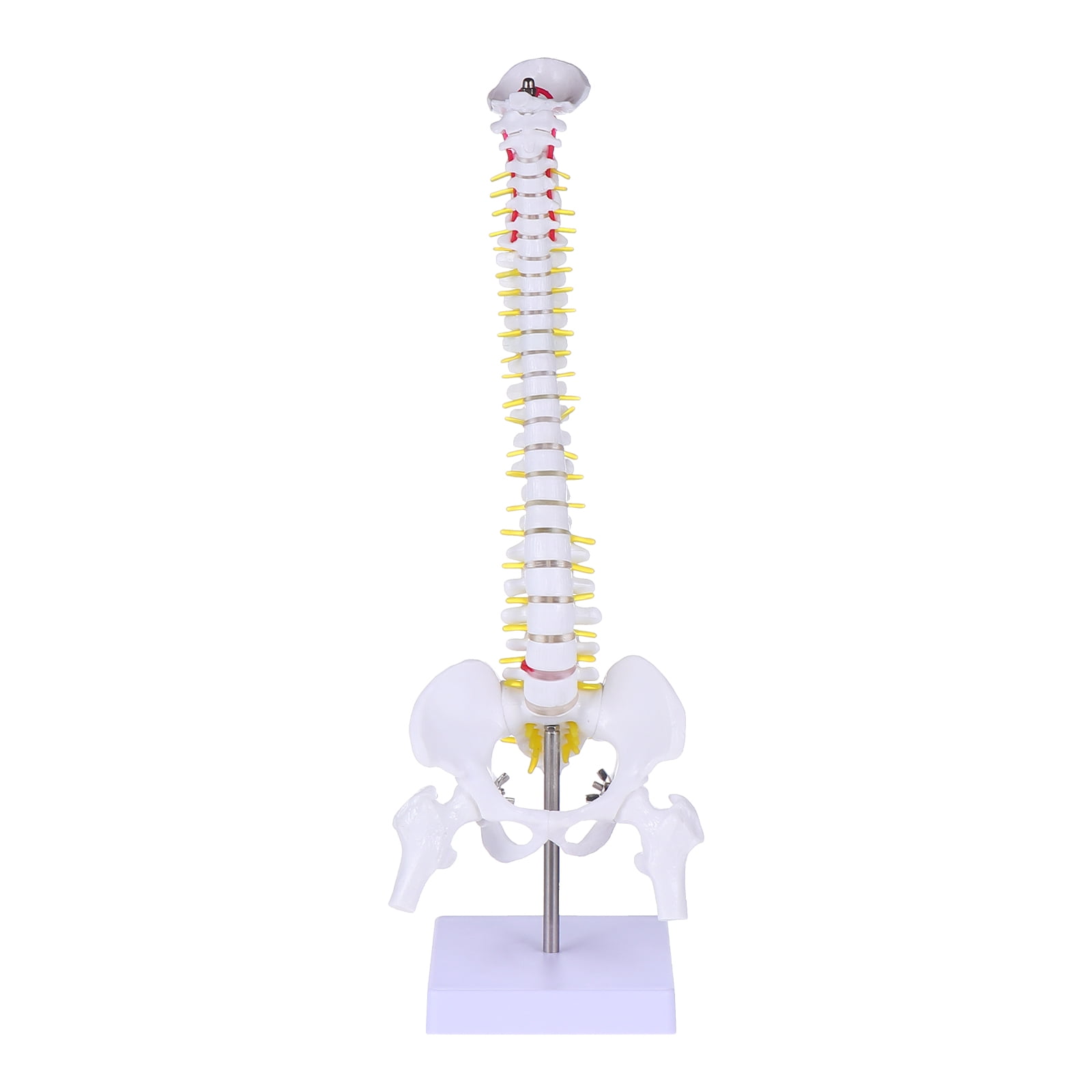 Sipeihong 1Pc Human Spine Model Human Bone Tailbone Pelvis Model for ...