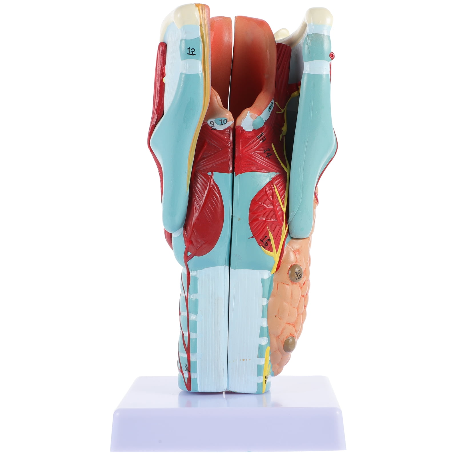 Sipeihong Human Throat Anatomy Model for Science Classroom Teaching ...