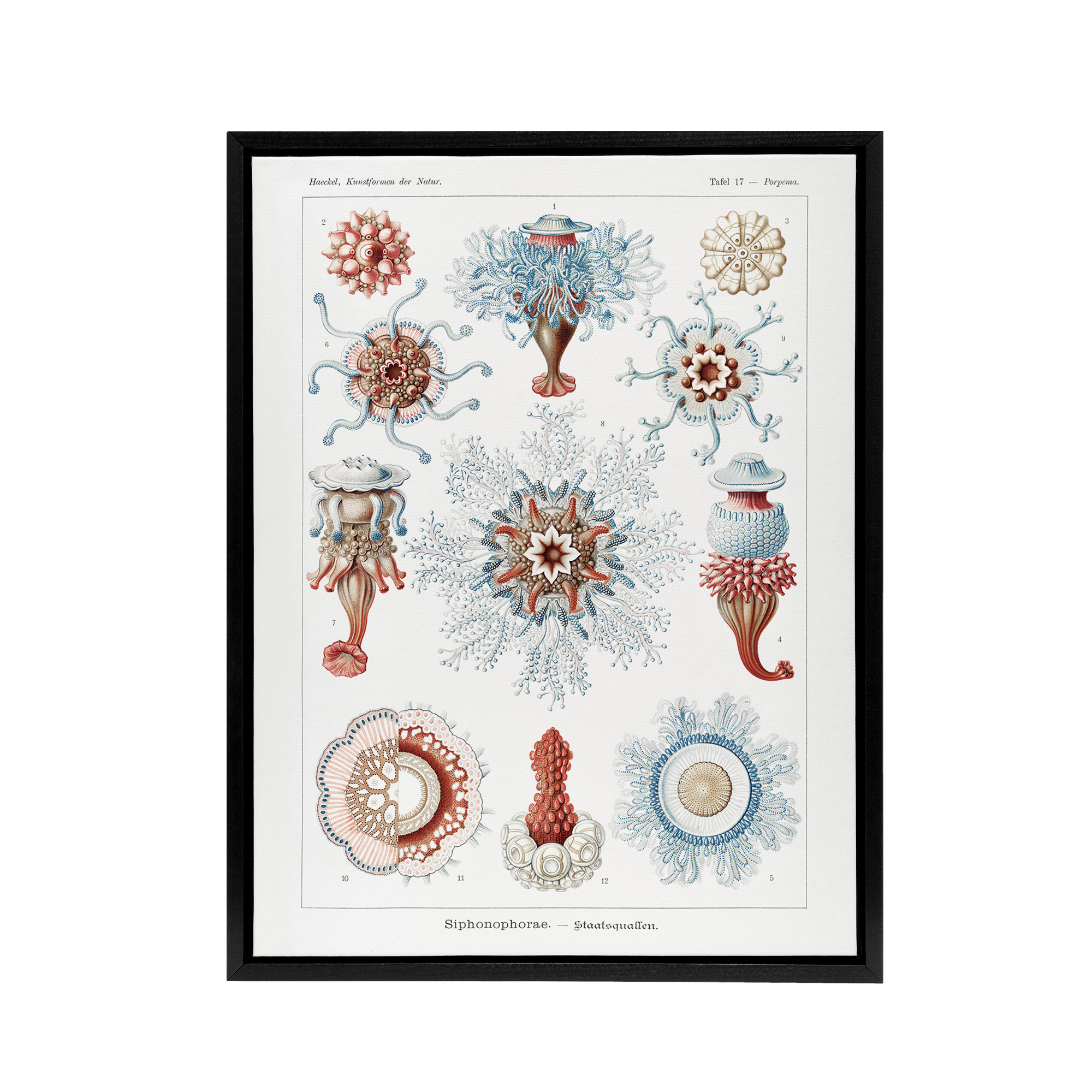 Siphonophorae Marine Life Haeckel Botanical Black Framed Canvas Wall ...