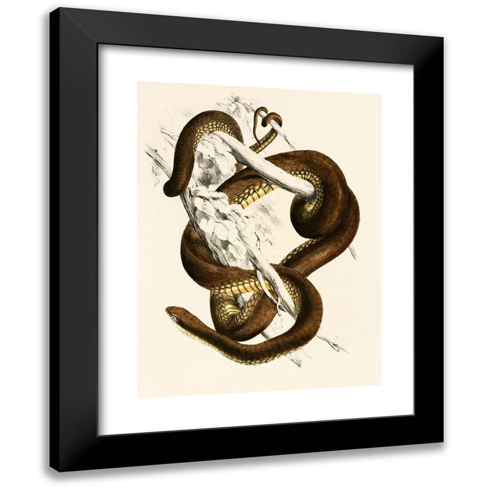 Sir Andrew Smith 12x14 Black Modern Framed Museum Art Print Titled ...