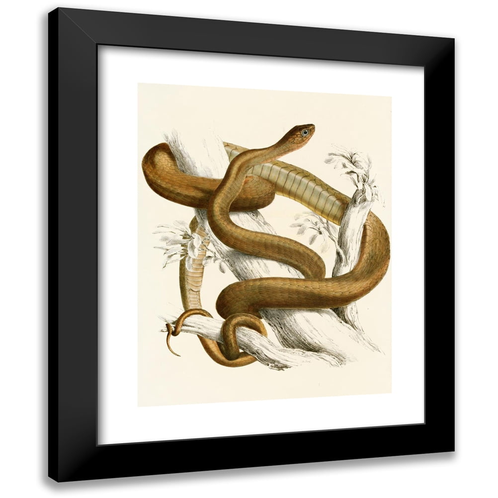 Sir Andrew Smith 12x14 Black Modern Framed Museum Art Print Titled ...