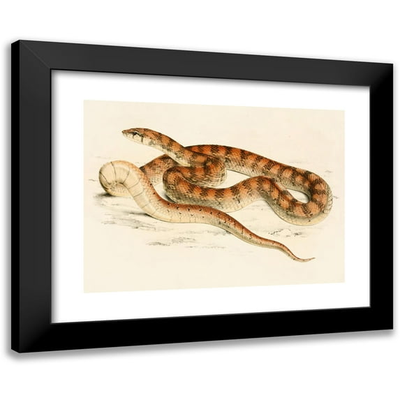 Sir Andrew Smith 14x11 Black Modern Framed Museum Art Print Titled ...