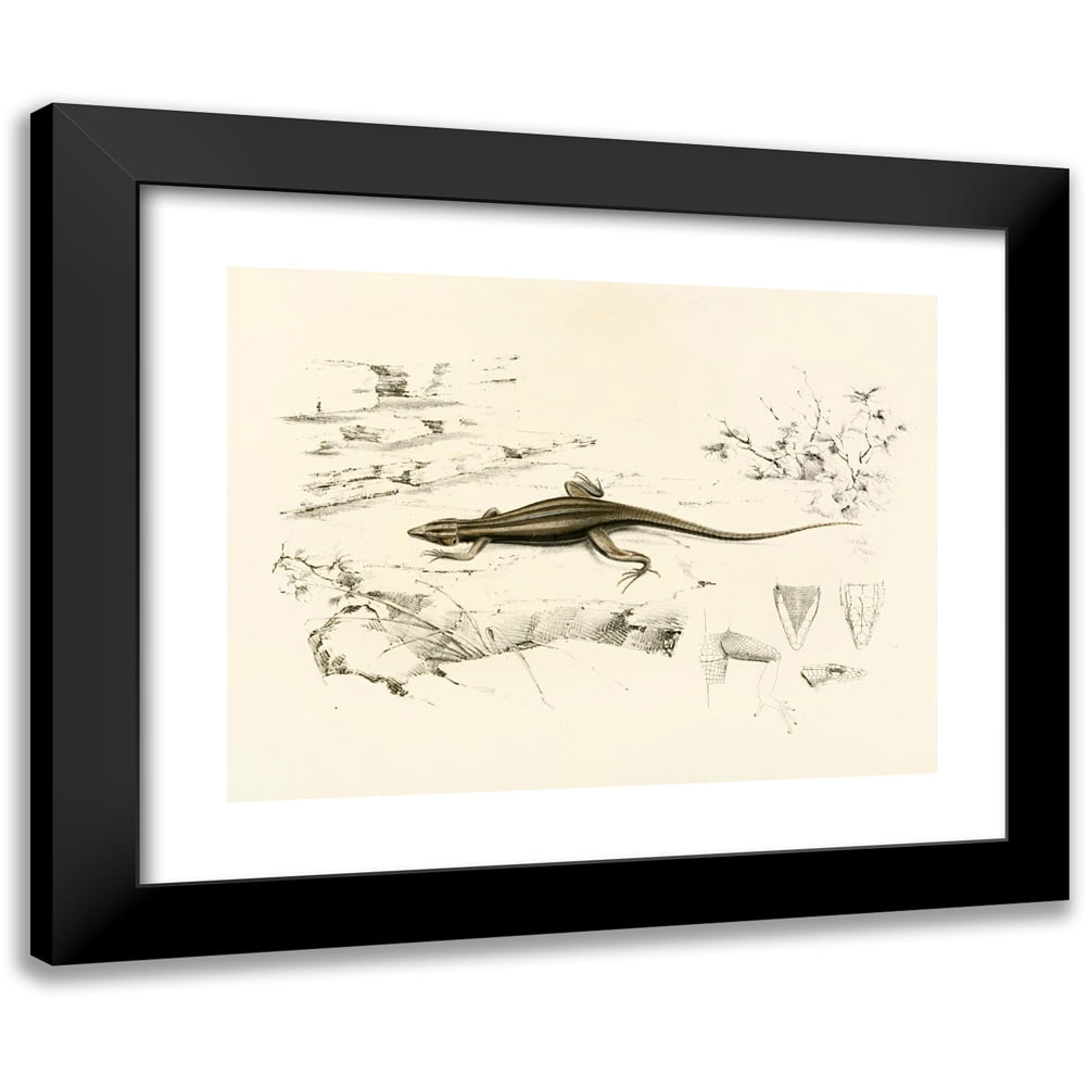 Sir Andrew Smith 18x15 Black Modern Framed Museum Art Print Titled ...