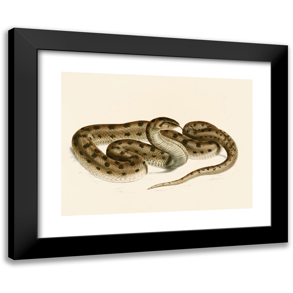 Sir Andrew Smith 24x19 Black Modern Framed Museum Art Print Titled ...