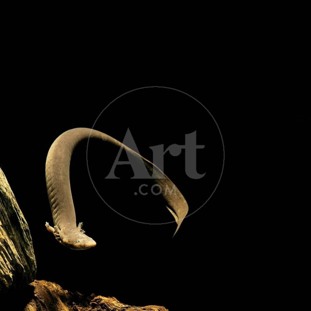 Siren Intermedia Lesser Siren, Animals Unframed Photographic Print Wall ...