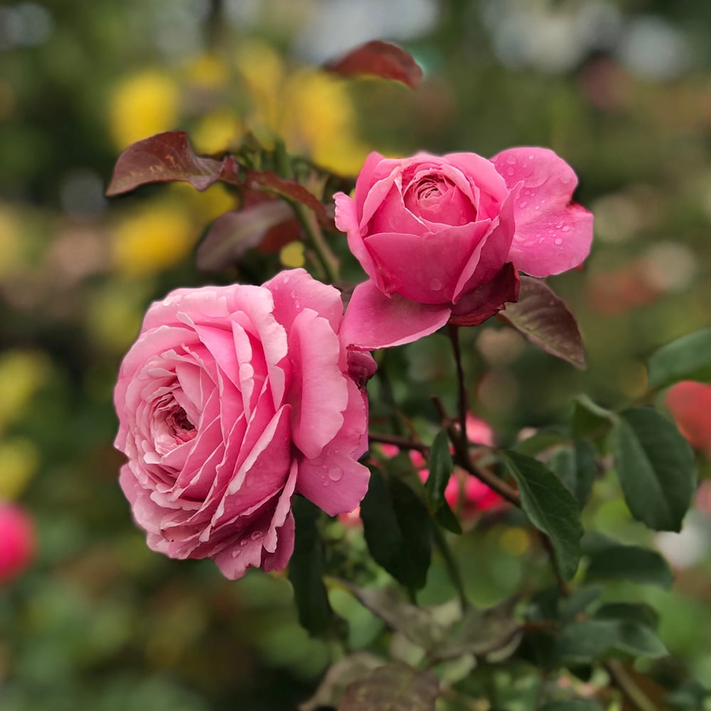 Heirloom Roses Pink Sister Emmanuelle Live Plants, Exceptionally ...