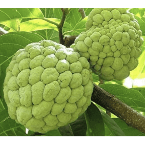 Sitaphal live plant, Custard Apple plant, Annona squamosa, small pot, 1 ...