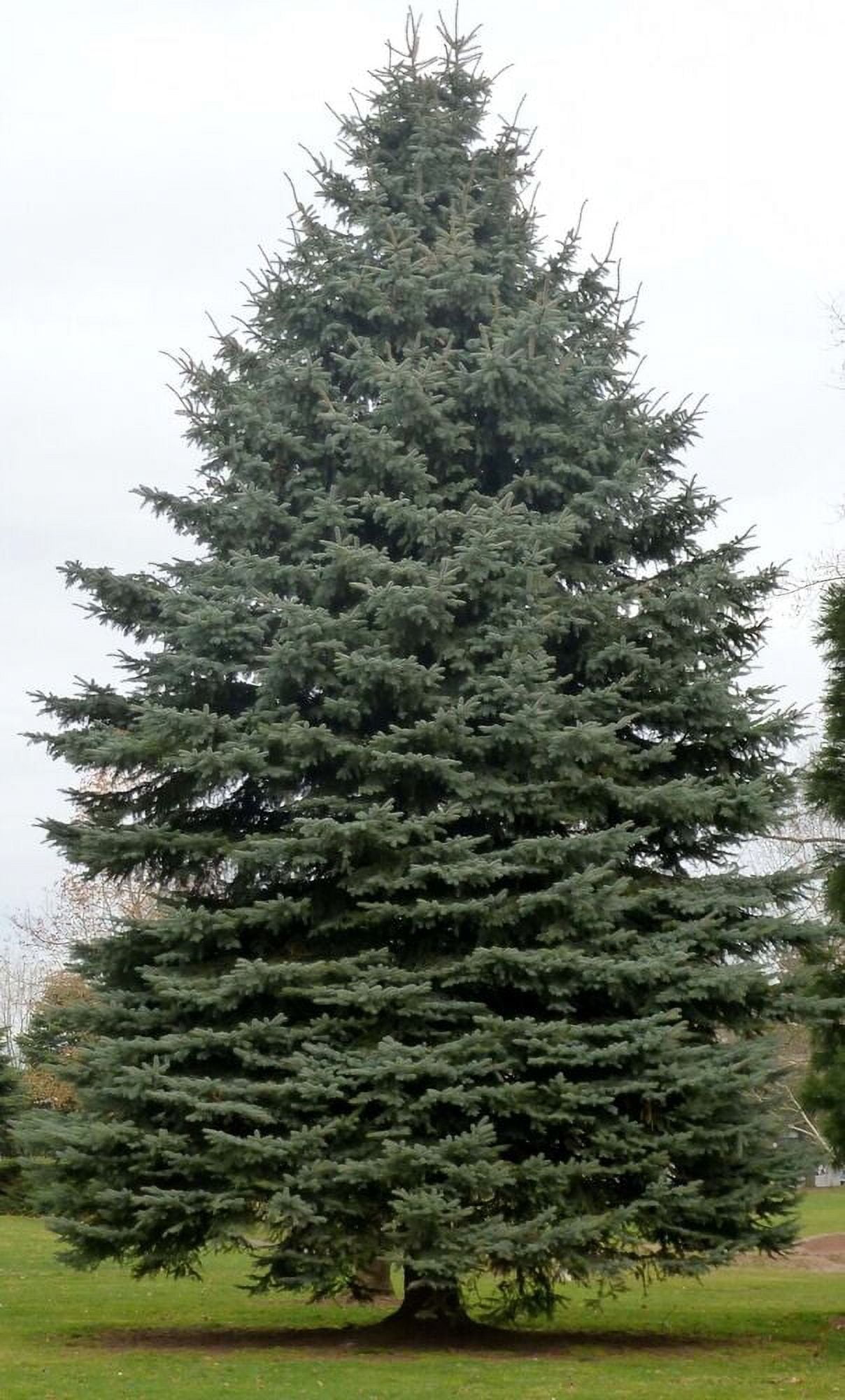 Sitka Spruce Tree 10 Live Plants 12-16" - Walmart.com