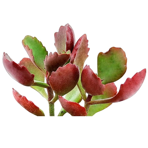 Six Angled Kalanchoe (2"+ Plastic Pot) - Tiny, Lovely, Easy to Care ...