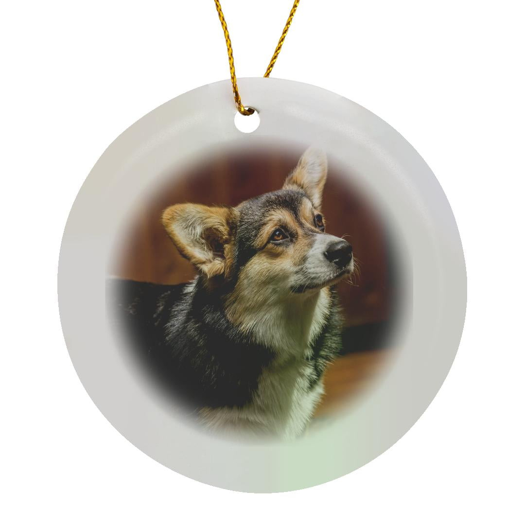 3drose, Six Month Old Corgi Puppy Posing on a Lawn Chair., Circle ...