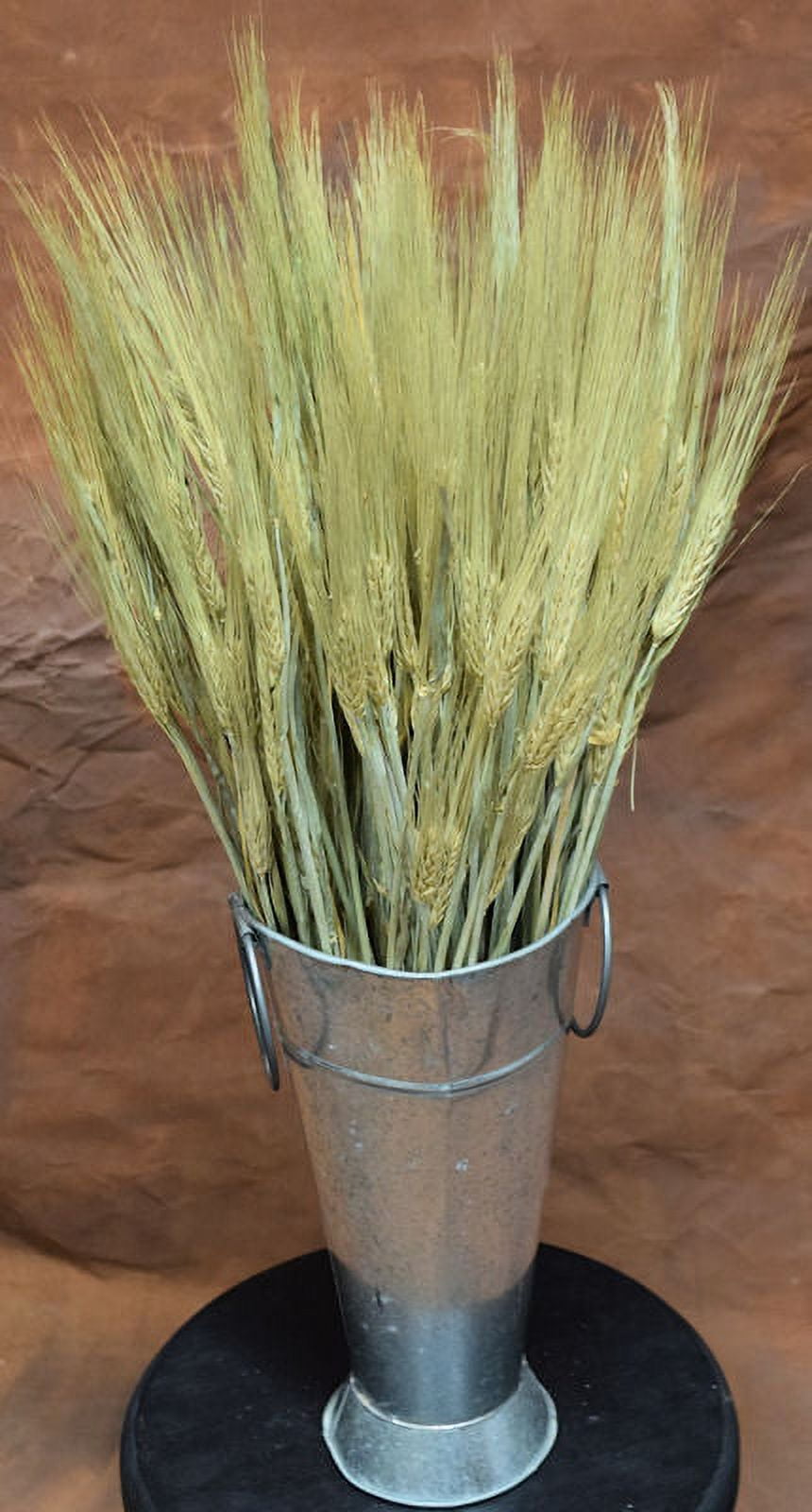 Six Row Barley Bunch 8 oz, 40-60 stems Natural Barley Light Green ...
