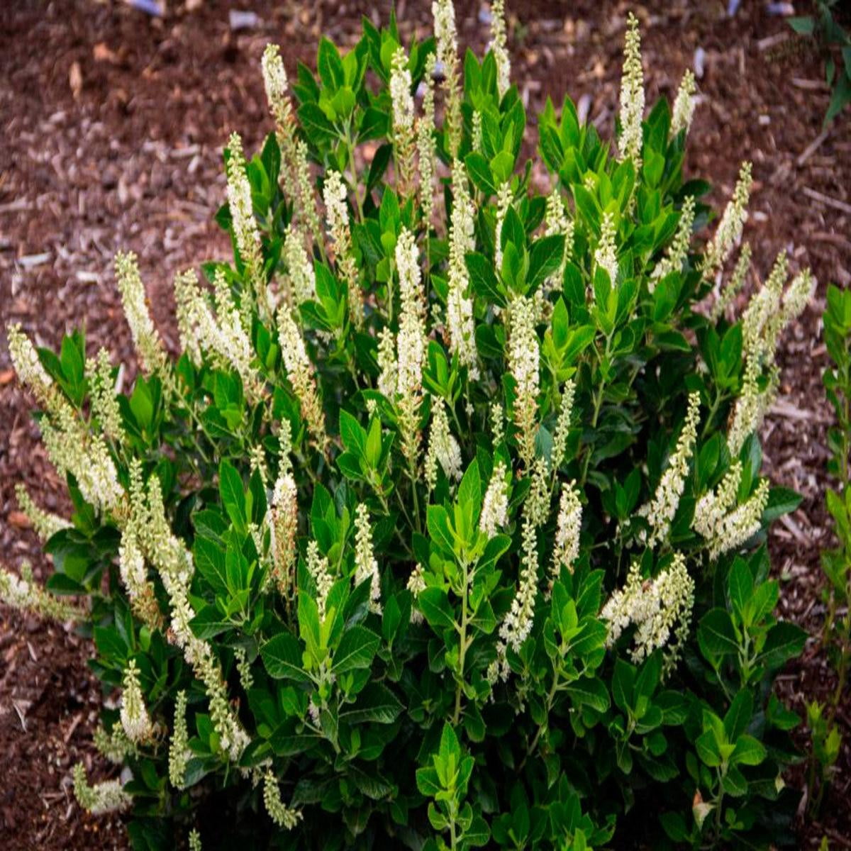 Sixteen Candles Summersweet-Fragrant Compact Shrub for Gardens 3 Gallon ...
