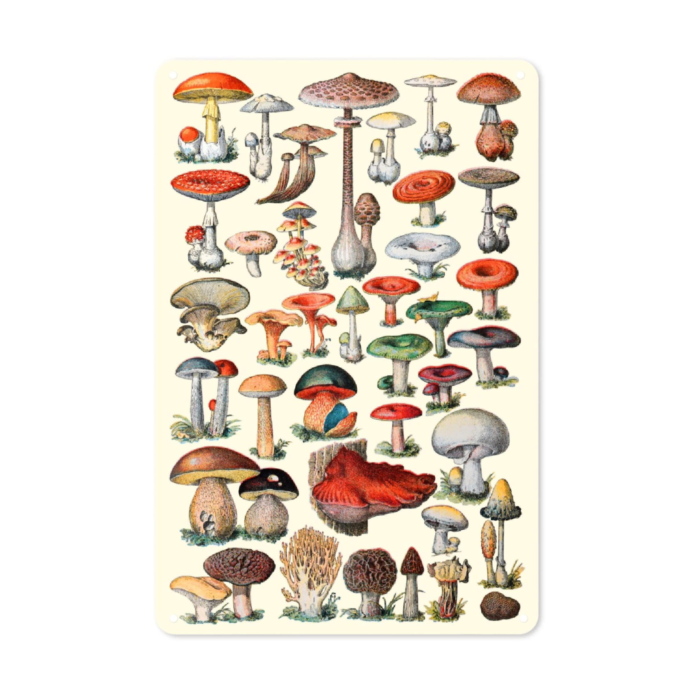 Size: 12*8 Inches Colorful Mushrooms Poster Metal Sign, Educational ...