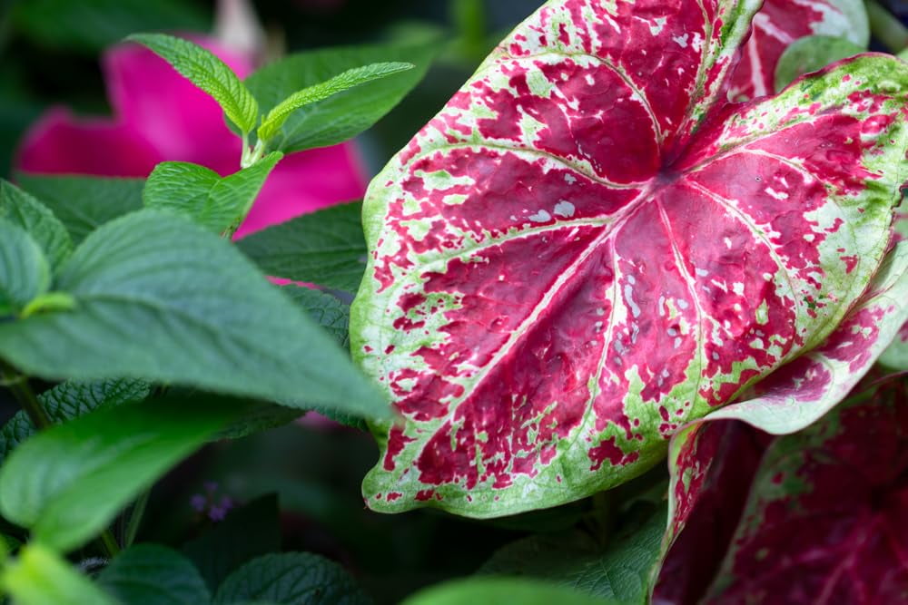 Sizzle Caladium Bulbs for Planting - Perennial Hosta, Elephant Ears ...