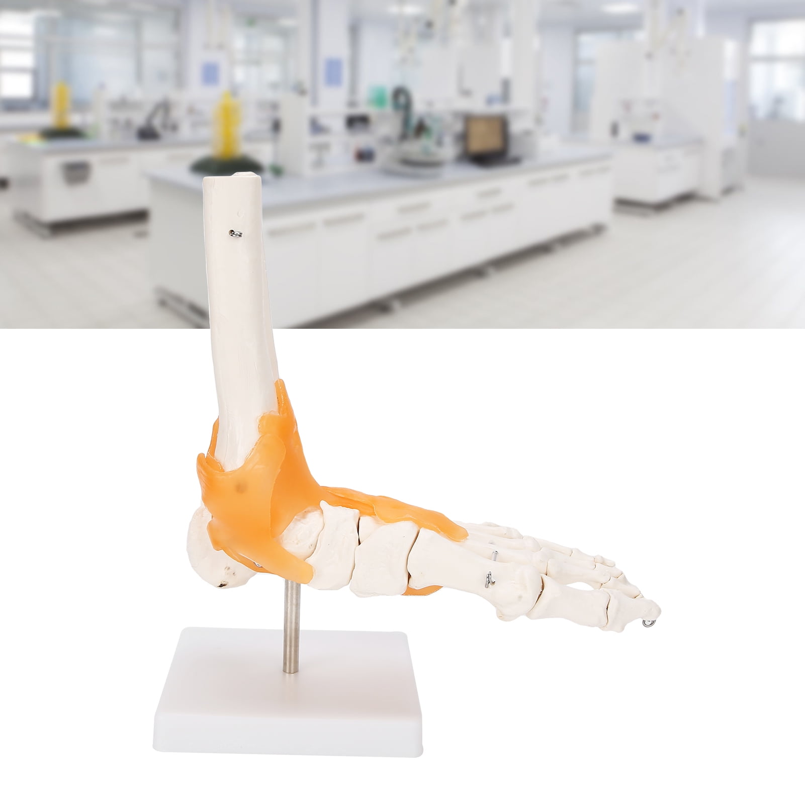 Skeletal Foot Model With Ankle,Flexible 1:1 Scientific Human Life Size ...