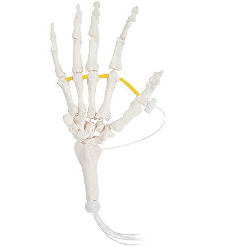 Skeletal Hand | Right | Fully Articulated Flexible Hand Skeleton is ...