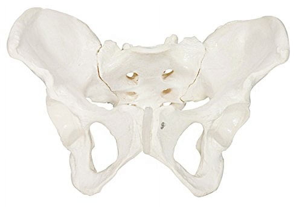 Skeletal Model of The Female Pelvis | Anatomical Female Pelvis Model ...