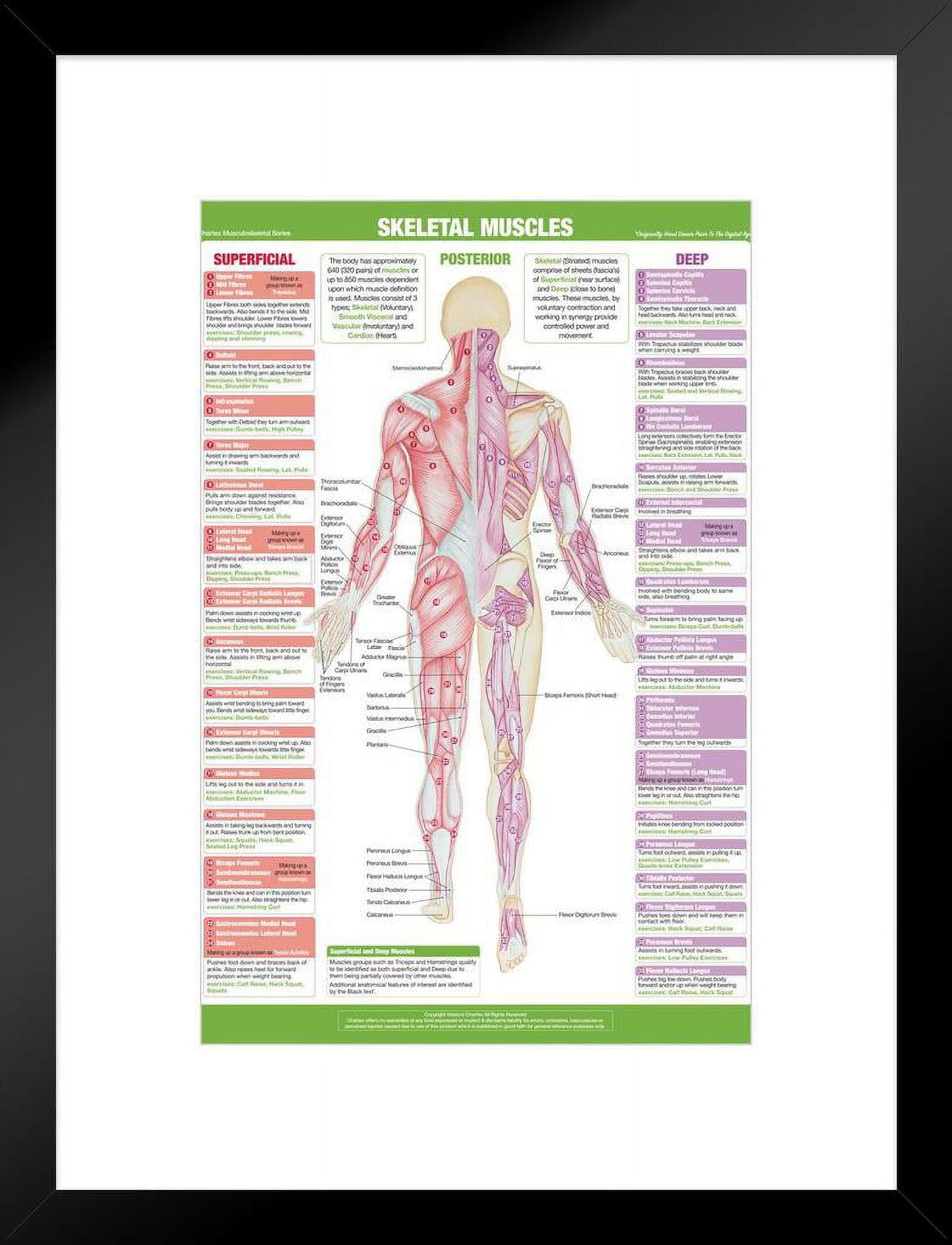 Posterior Skeletal Muscles
