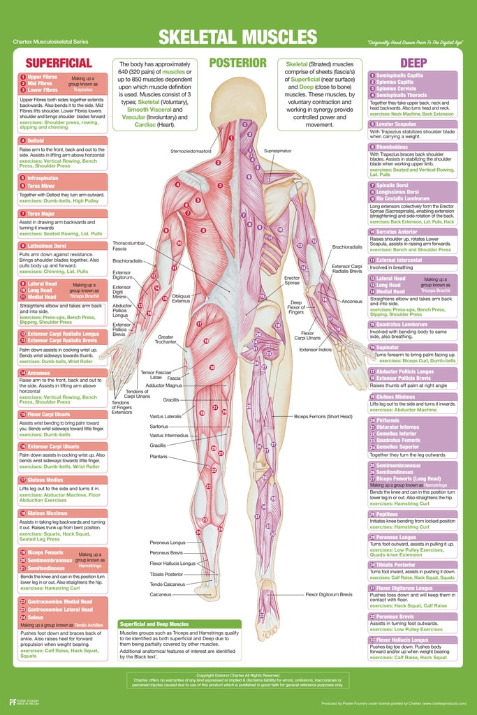 Skeletal Muscle Anatomy Posterior Poster Nursing School Essentials ...