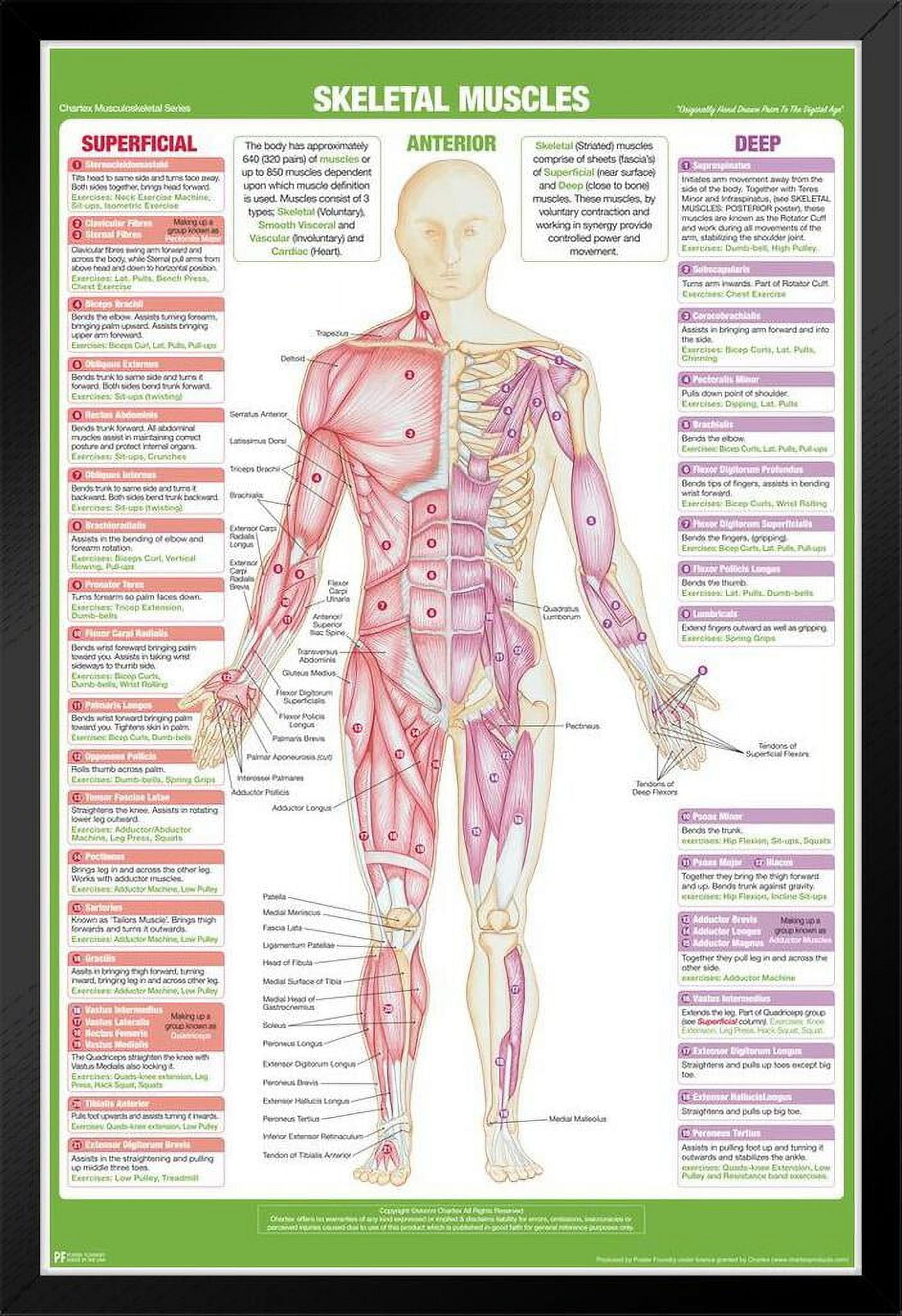 Science Biology Human Body