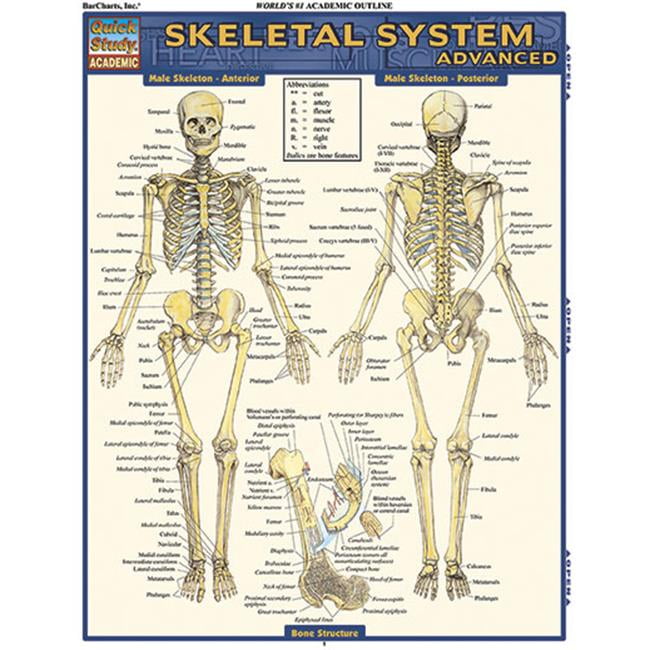 Skeletal System - Advanced Quickstudy Easel - Walmart.com