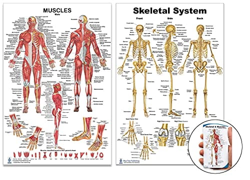 Skeletal System and Male Muscle Poster Set 24 x 36 inch, Extra Pocket ...