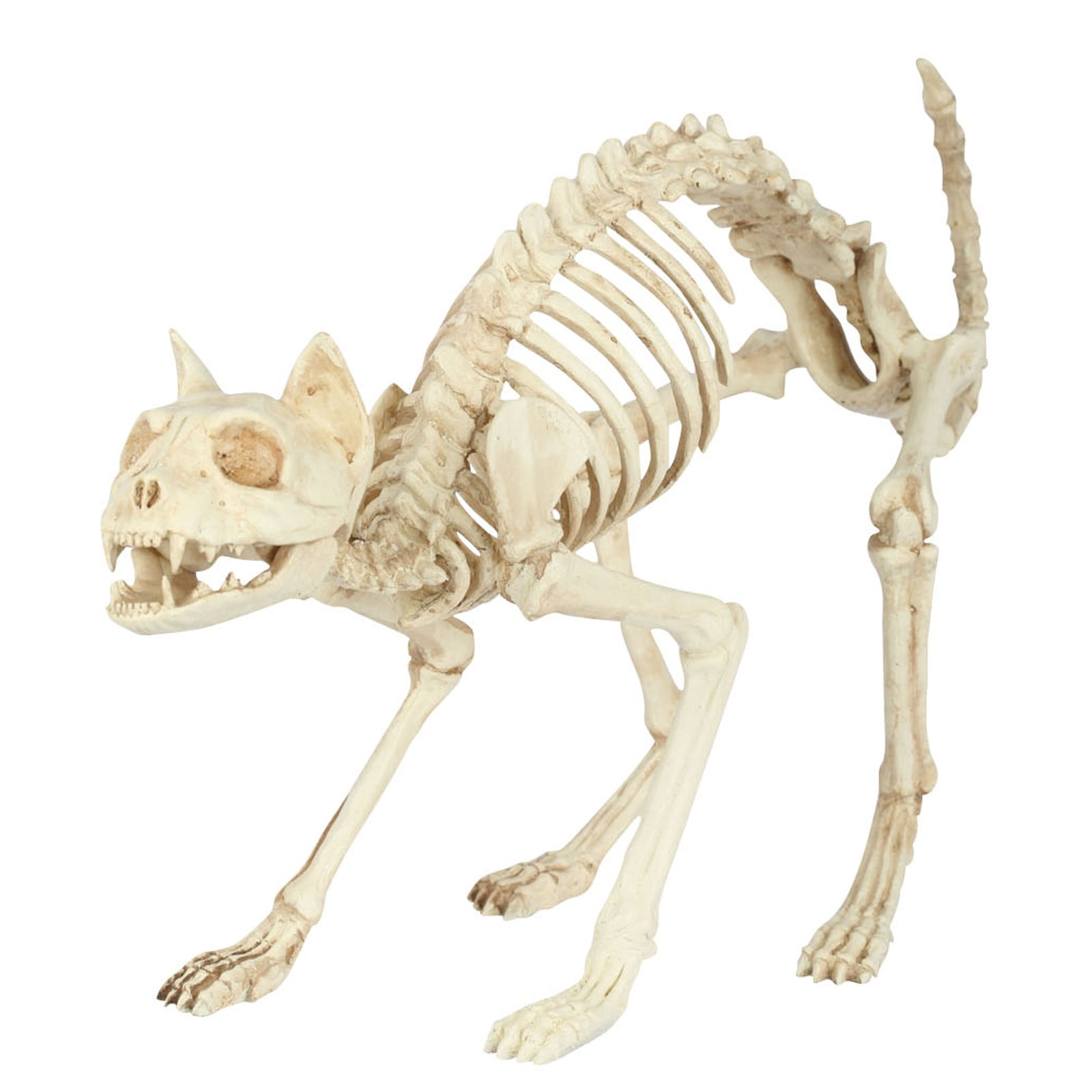 "Halloween Creepy Decoration: 18"" L x 5.5"" W x 10.5"" H Skeleton Cat ...