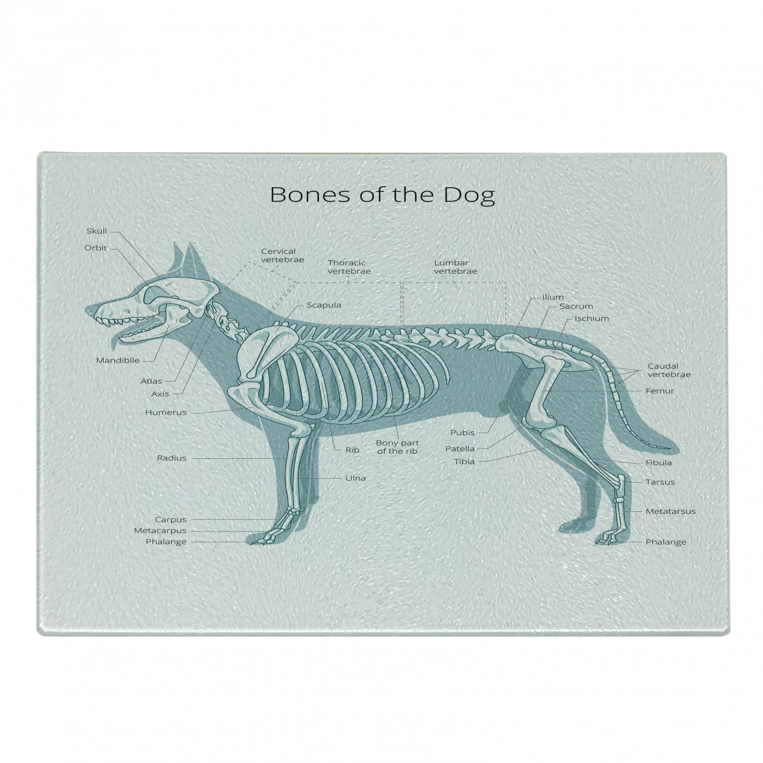 Skeleton Cutting Board, Animal Anatomy Themed Infographic with Bones of ...